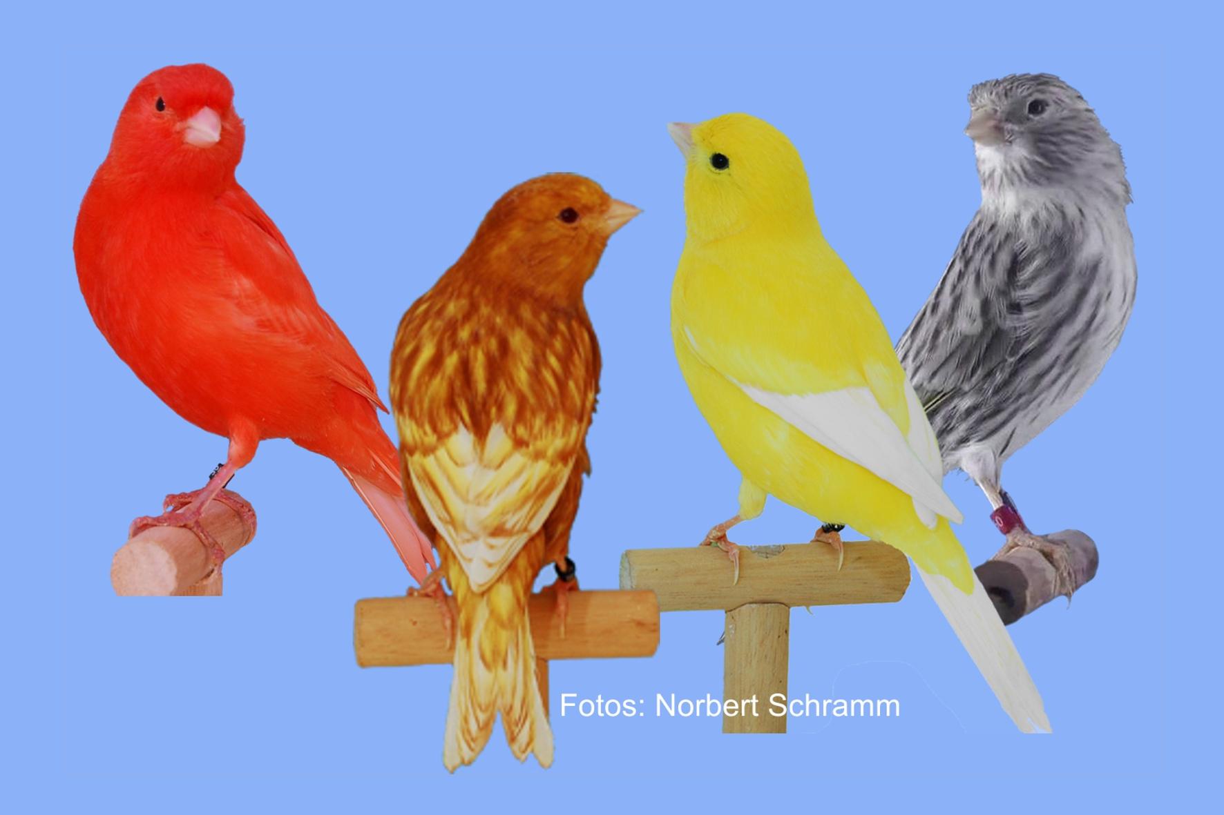Merkblatt Kanarienvögel - Vogelzüchtervogelzuechter-sachsen.de